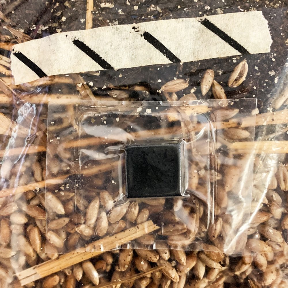 Mushroom Magic Grow Kit ⋆ HTG Supply Hydroponics & Grow Lights