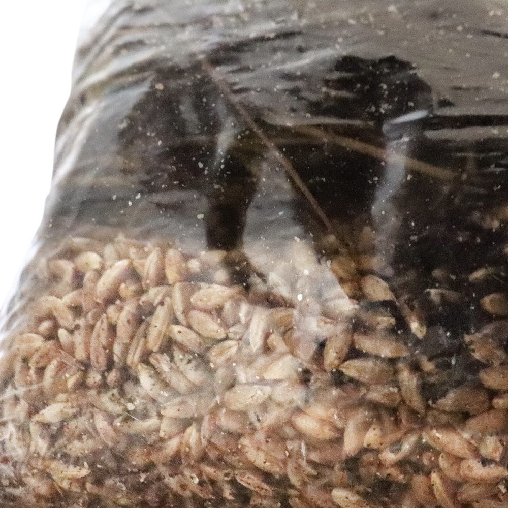 Mushroom Magic Grow Kit ⋆ HTG Supply Hydroponics & Grow Lights